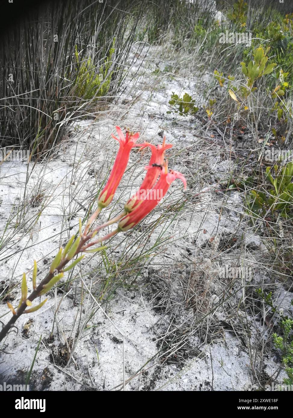 Grand Butterbush (Tylecodon grandiflorus) Plantae Stock Photo - Alamy