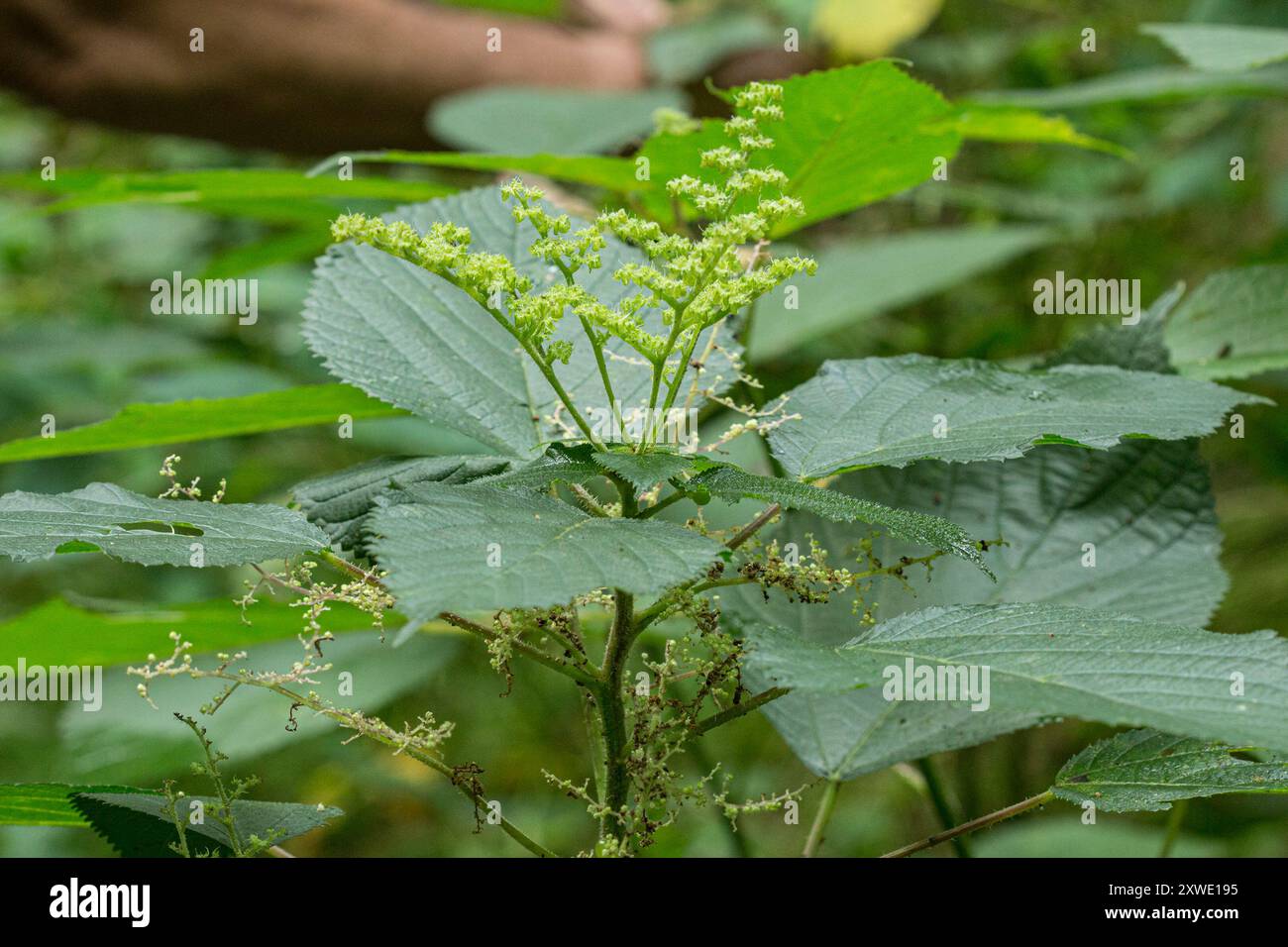 wood nettle (Laportea canadensis) Plantae Stock Photo - Alamy