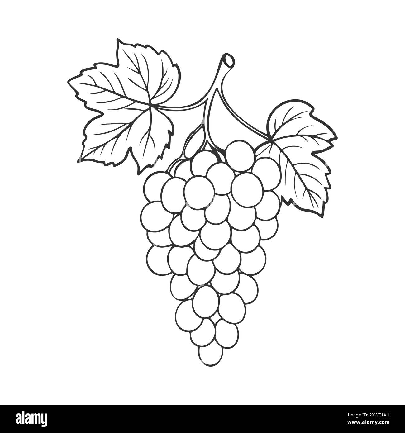 Grapes vine, wine label, icon, logo. Contour drawing Isolated on white ...