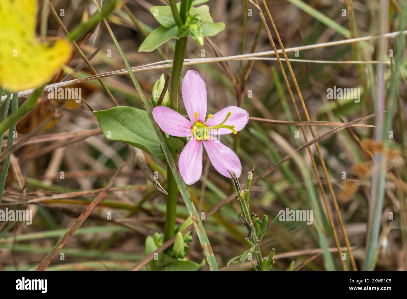 Rosepink (Sabatia angularis) Plantae Stock Photo - Alamy