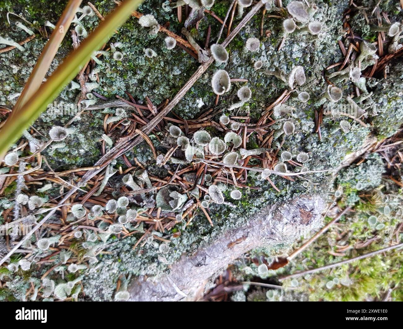 pixie cup and reindeer lichens (Cladonia) Fungi Stock Photo - Alamy