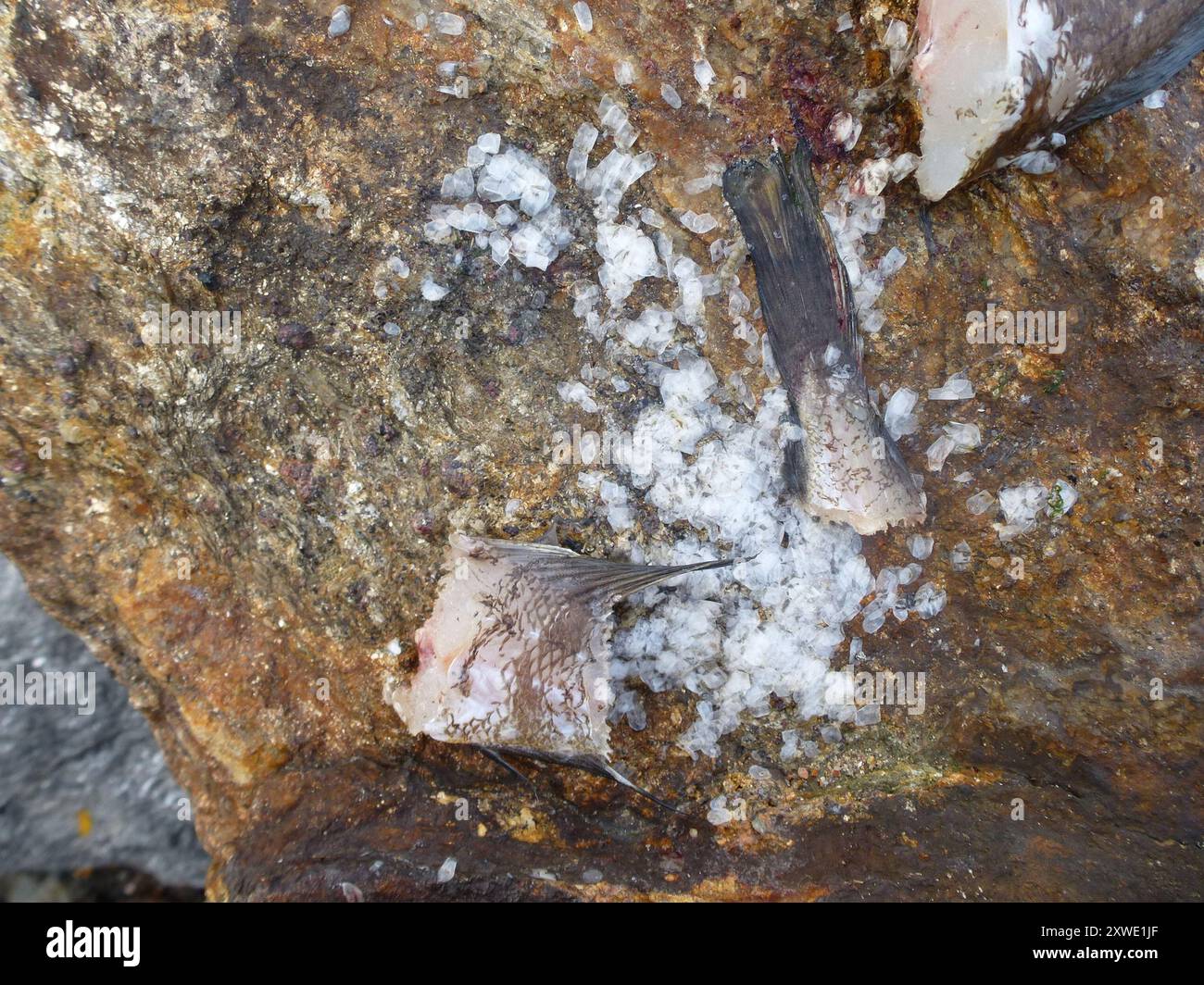 Spotted Hake (Urophycis regia) Actinopterygii Stock Photo - Alamy