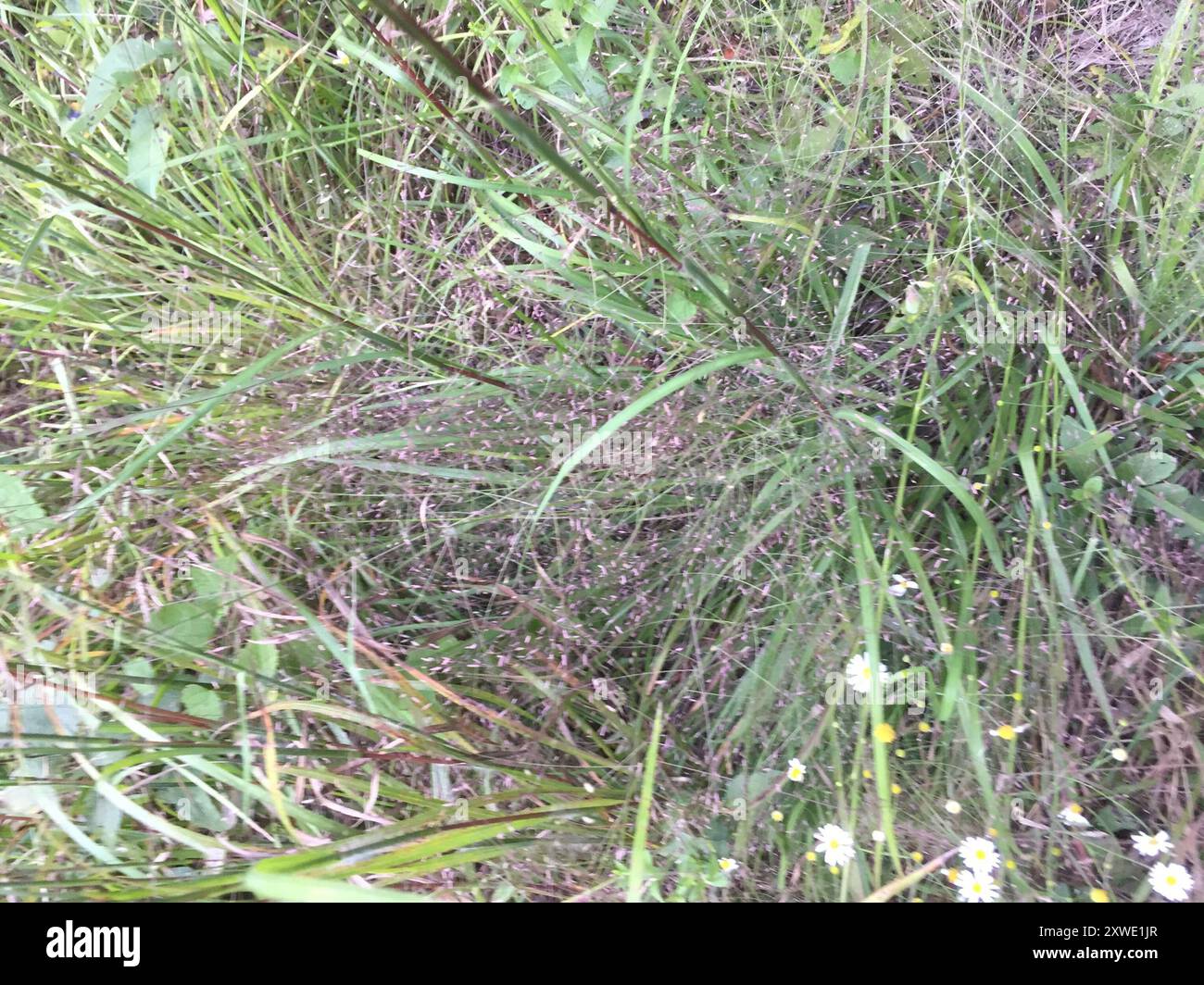 Purple lovegrass hi-res stock photography and images - Alamy