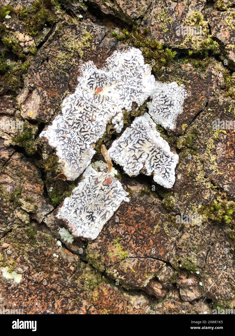 Script Lichens and Allies (Graphidaceae) Fungi Stock Photo - Alamy