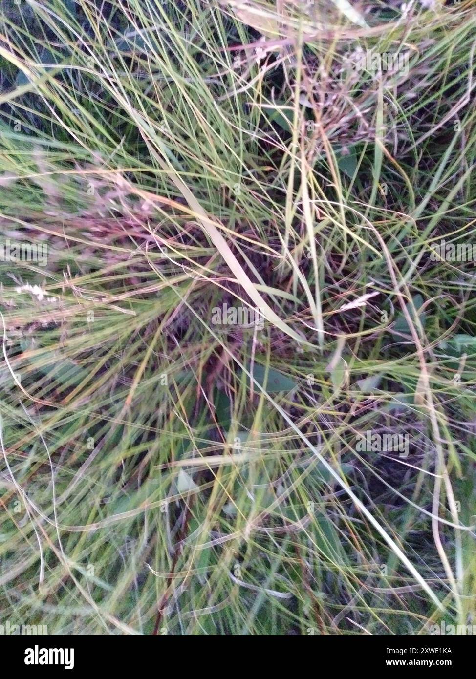 prairie dropseed (Sporobolus heterolepis) Plantae Stock Photo - Alamy