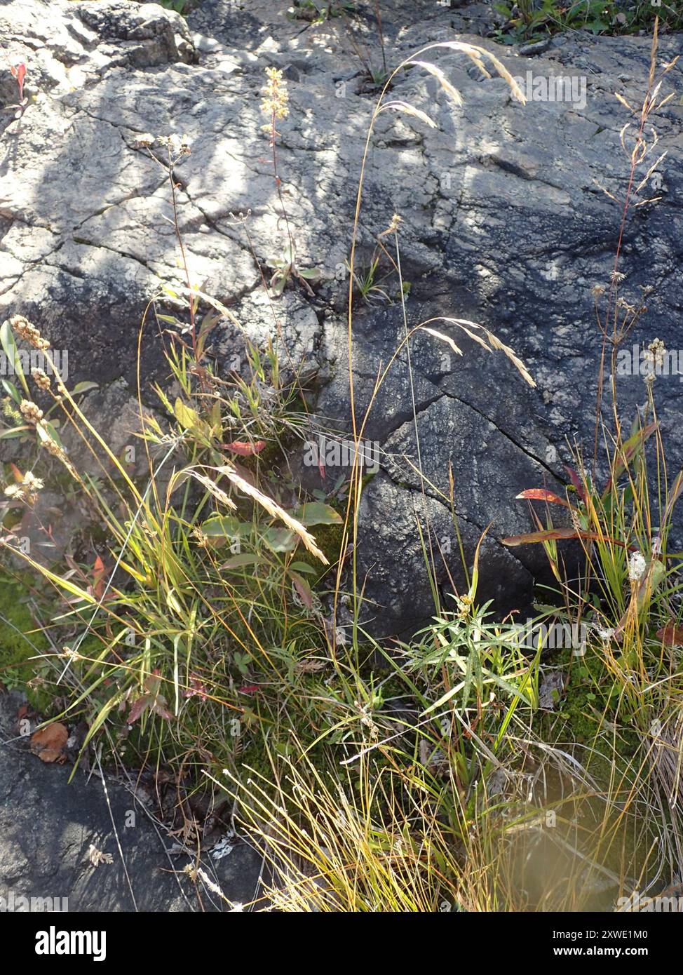 False oats hi-res stock photography and images - Alamy