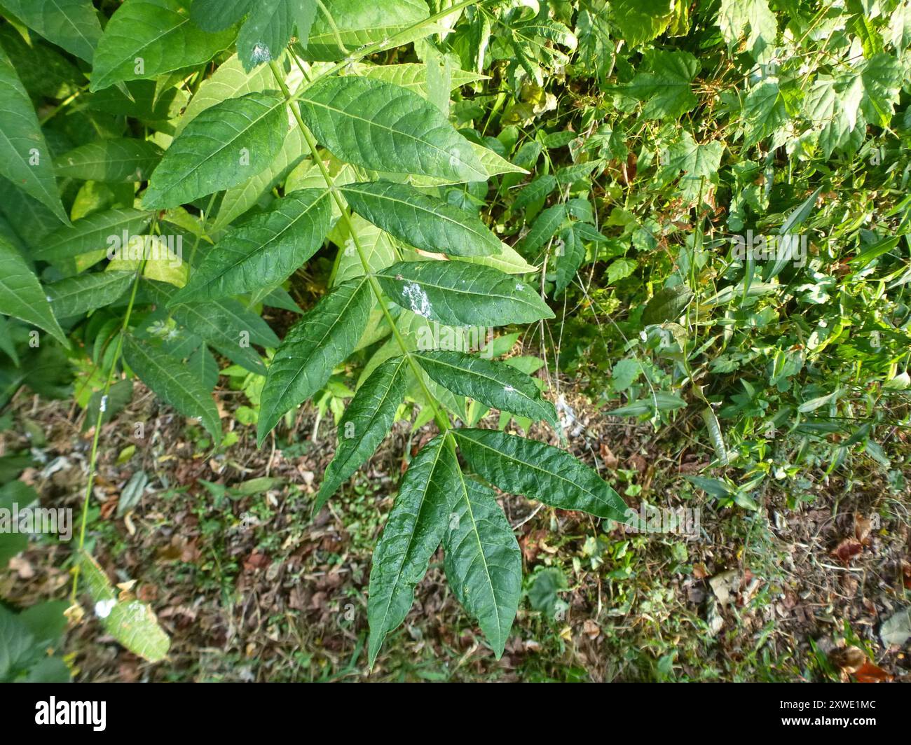 ashes (Fraxinus) Plantae Stock Photo - Alamy