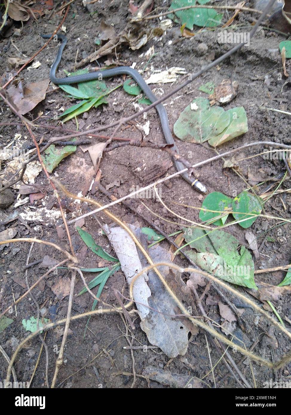 ring-necked snake (Diadophis punctatus) Reptilia Stock Photo - Alamy