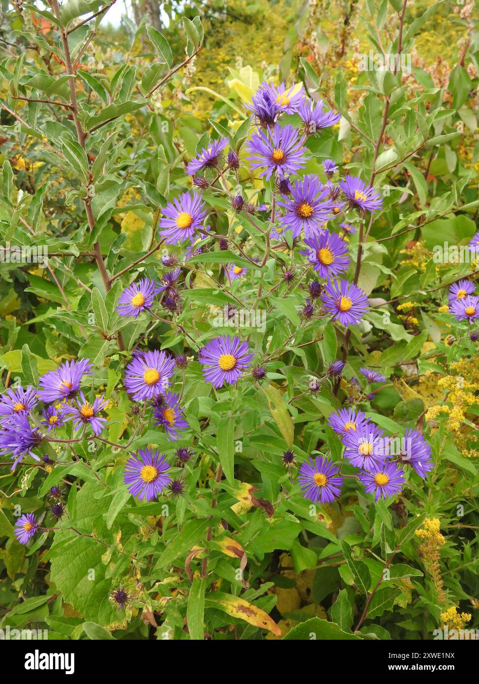 New England aster (Symphyotrichum novae-angliae) Plantae Stock Photo ...