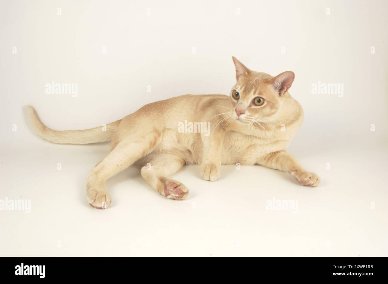 Alert Young Red Burmese laying on white background Stock Photo - Alamy