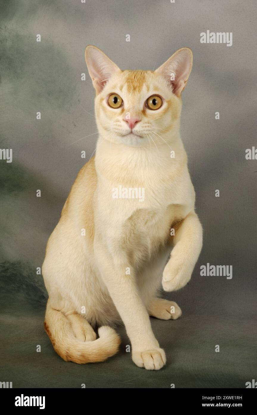 Red burmese cat hi-res stock photography and images - Alamy