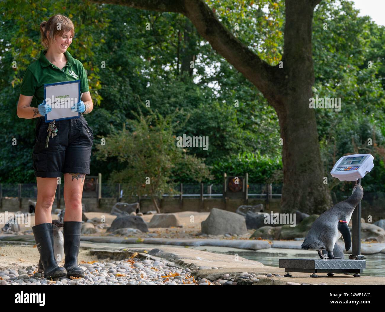 ZSL London Zoo, Regent's Park, London, UK. 19th Aug, 2024. The Annual ...