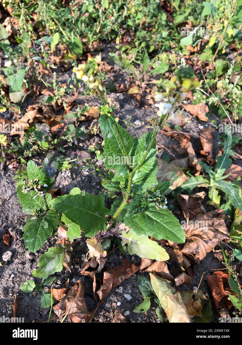 charlock (Mutarda arvensis) Plantae Stock Photo - Alamy
