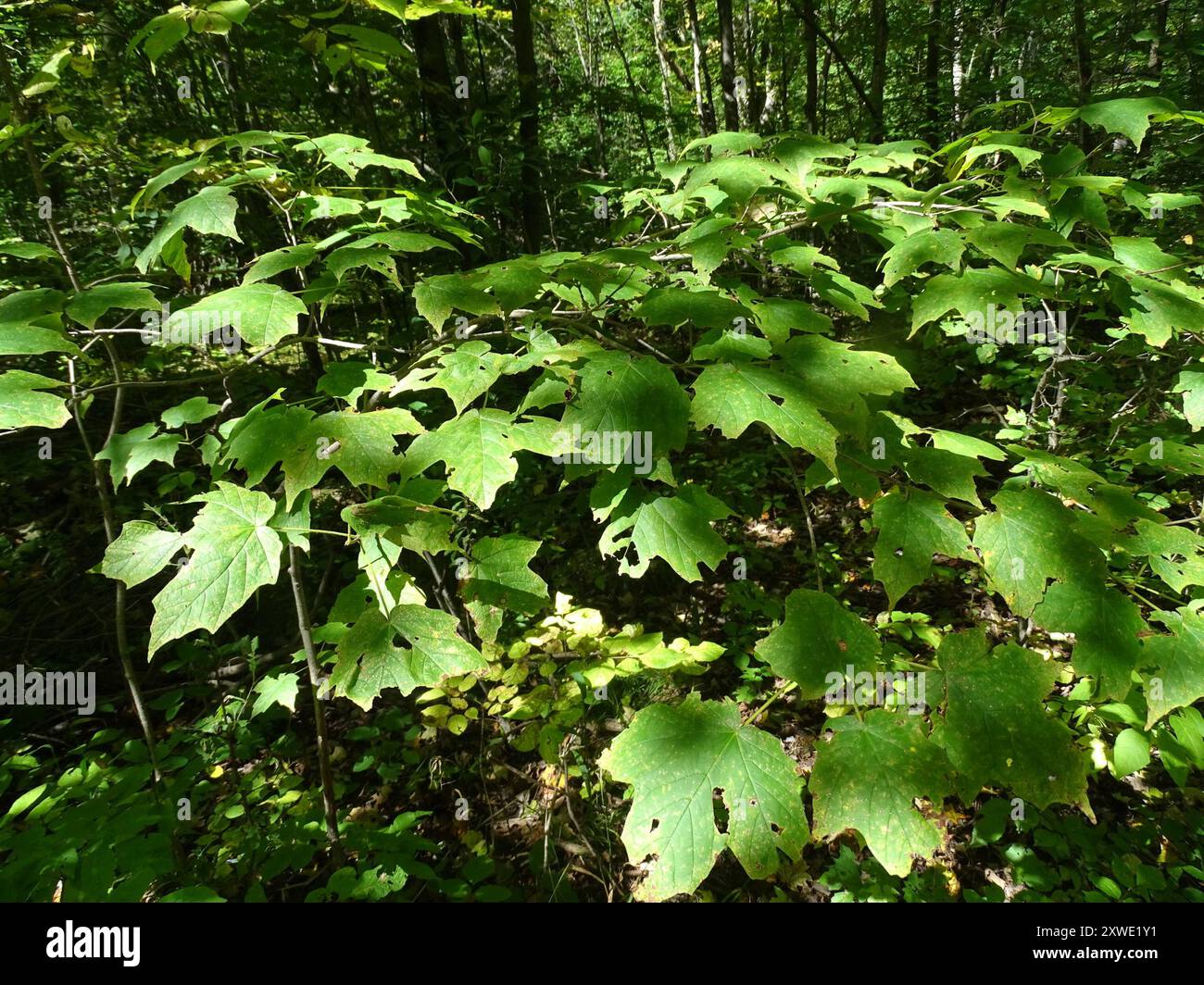 black maple (Acer nigrum) Plantae Stock Photo - Alamy