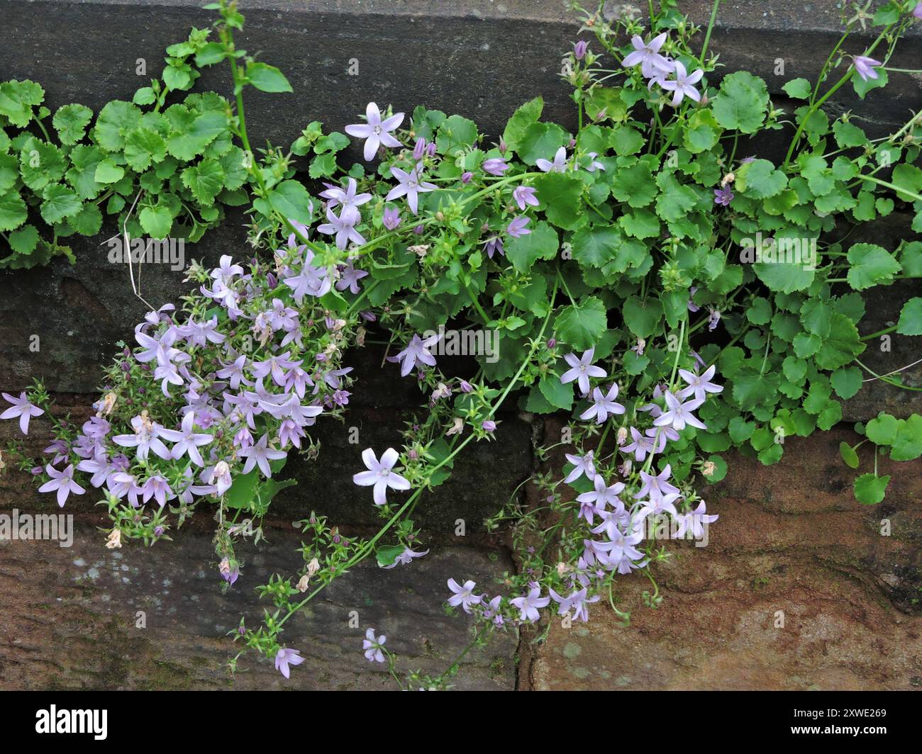 Trailing bellflower (Campanula poscharskyana) Plantae Stock Photo - Alamy