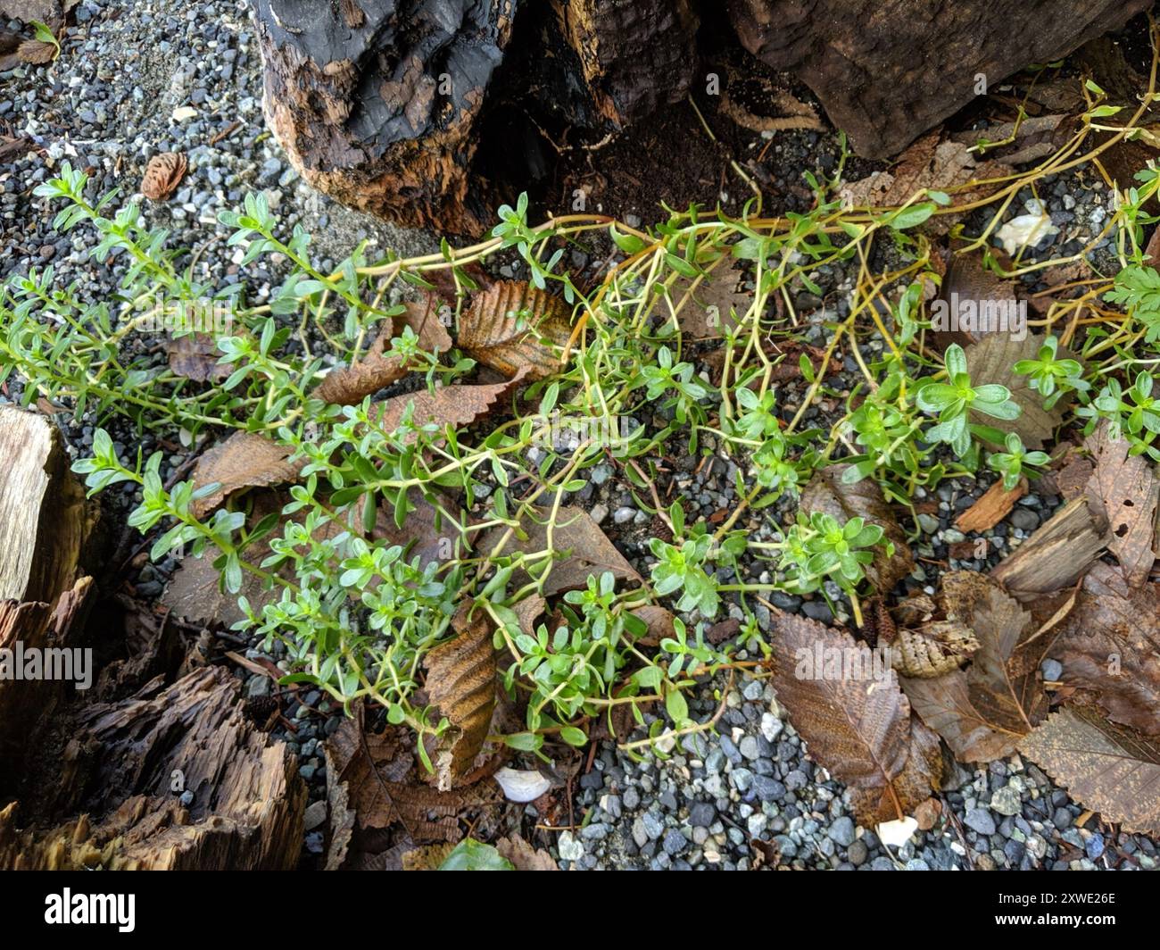 vascular plants (Tracheophyta) Plantae Stock Photo - Alamy