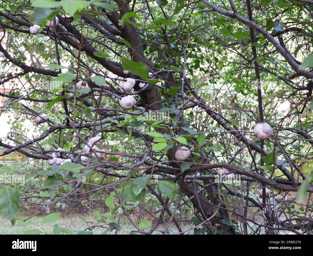 Roman Snail (Helix pomatia) Mollusca Stock Photo - Alamy