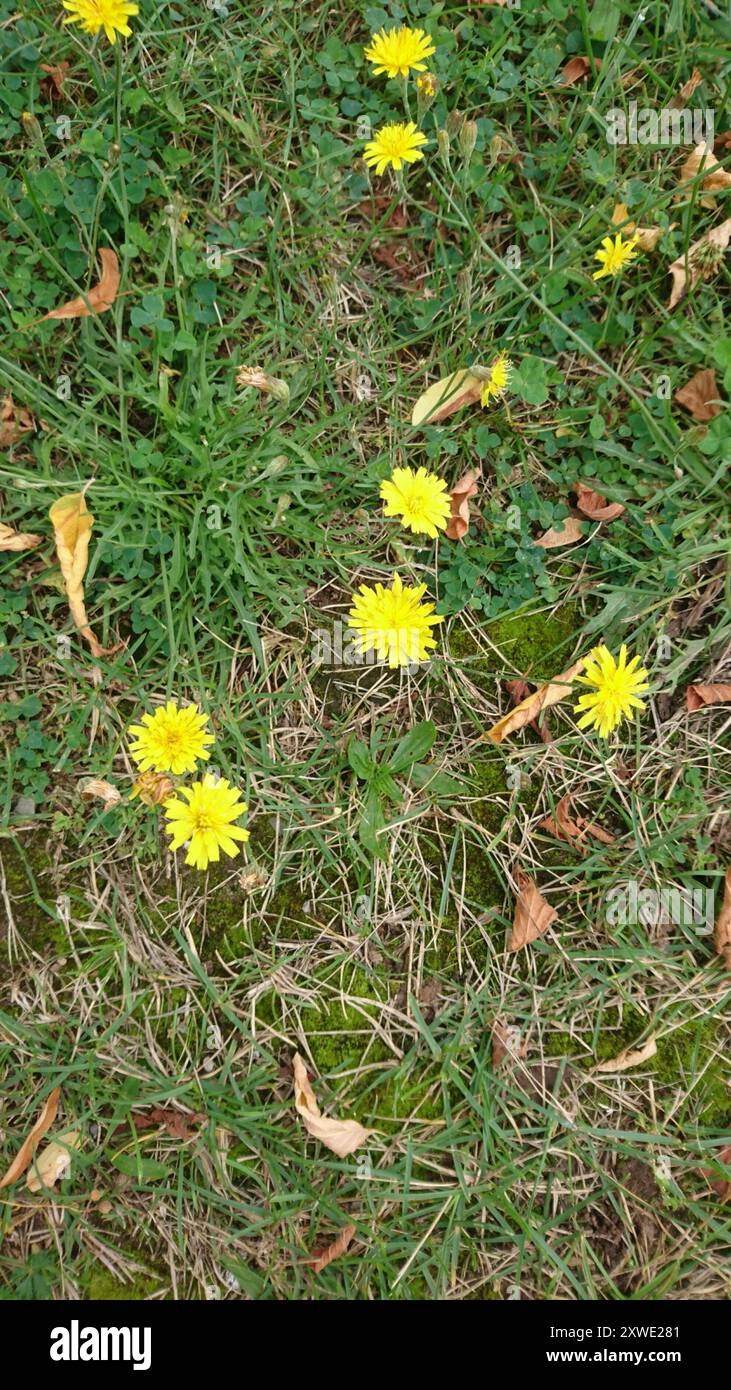 chicories, dandelions, and allies (Cichorioideae) Plantae Stock Photo ...