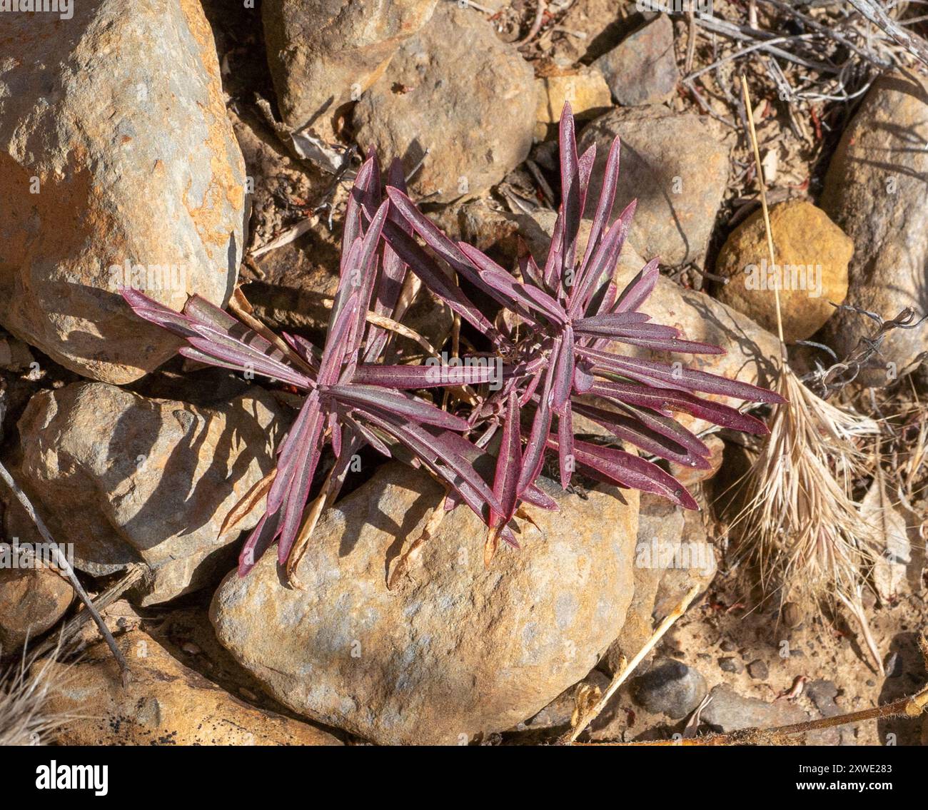 evening primrose family (Onagraceae) Plantae Stock Photo - Alamy
