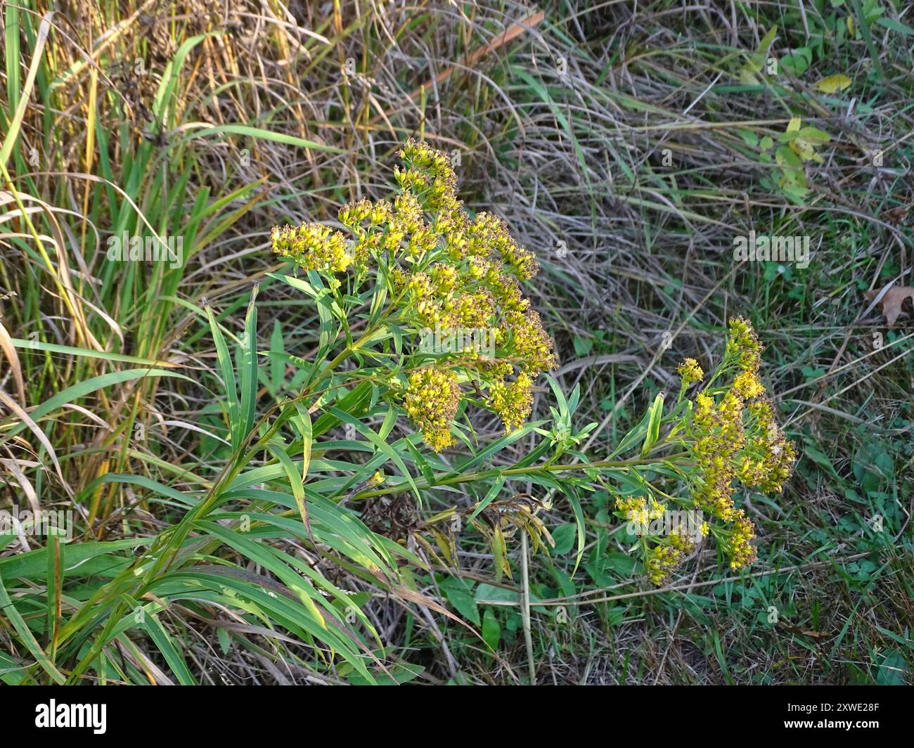 Riddell's goldenrod (Solidago riddellii) Plantae Stock Photo - Alamy
