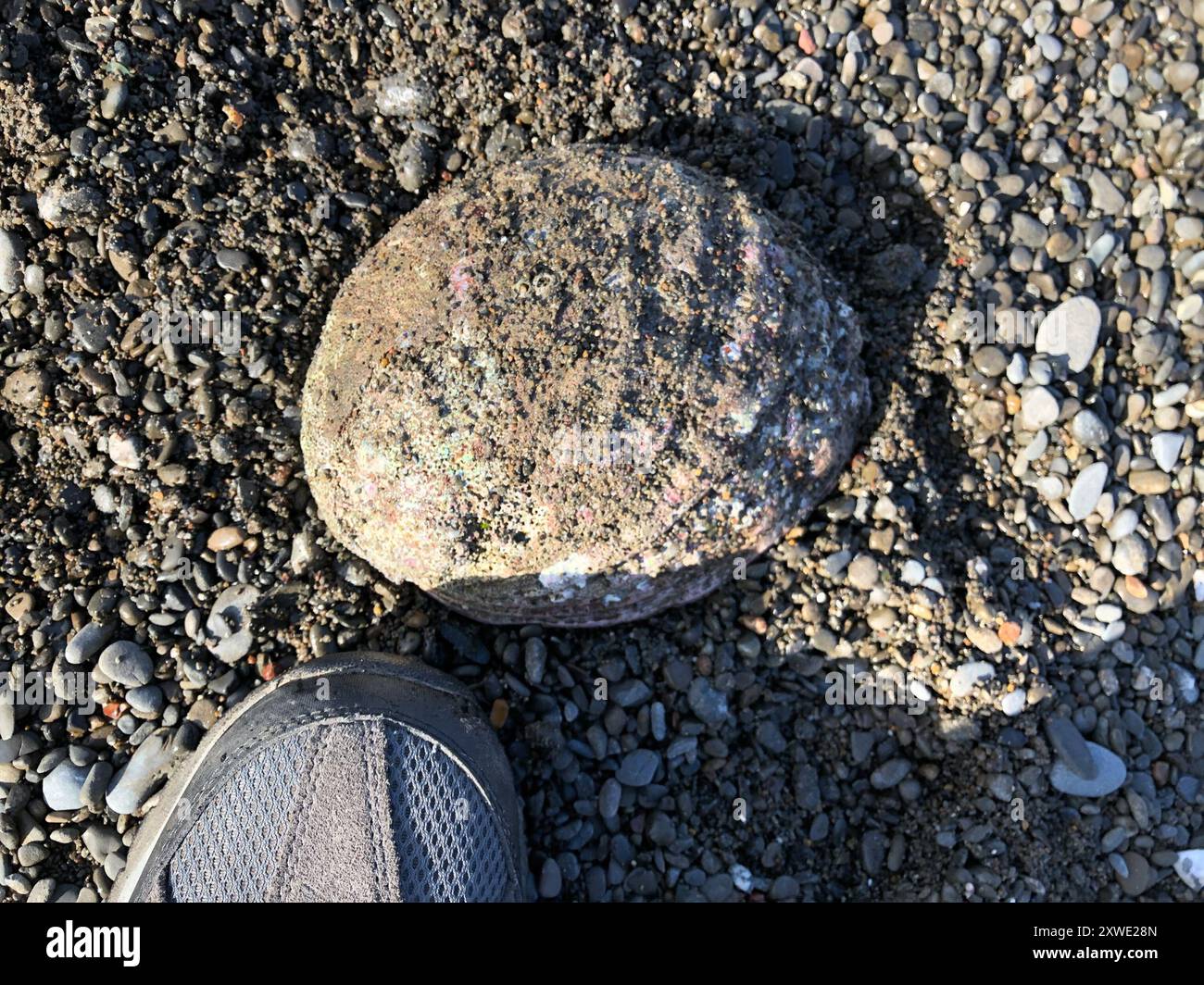 Haliotis rufescens hi-res stock photography and images - Alamy