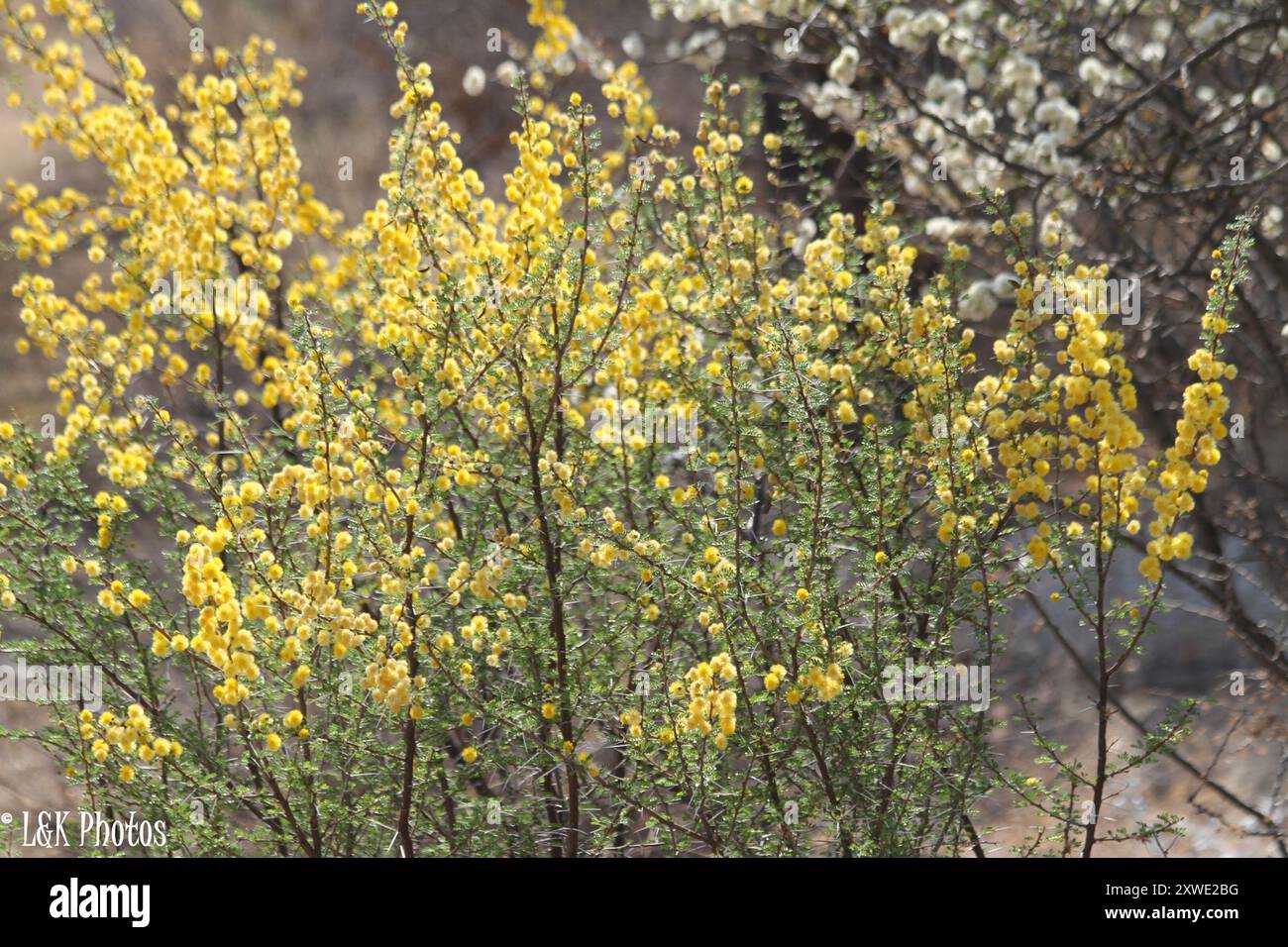 Water Thorn (Vachellia nebrownii) Plantae Stock Photo - Alamy