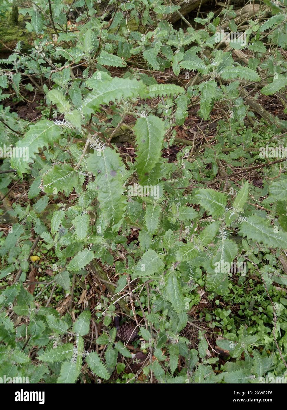 Tree Nettle (Urtica ferox) Plantae Stock Photo - Alamy