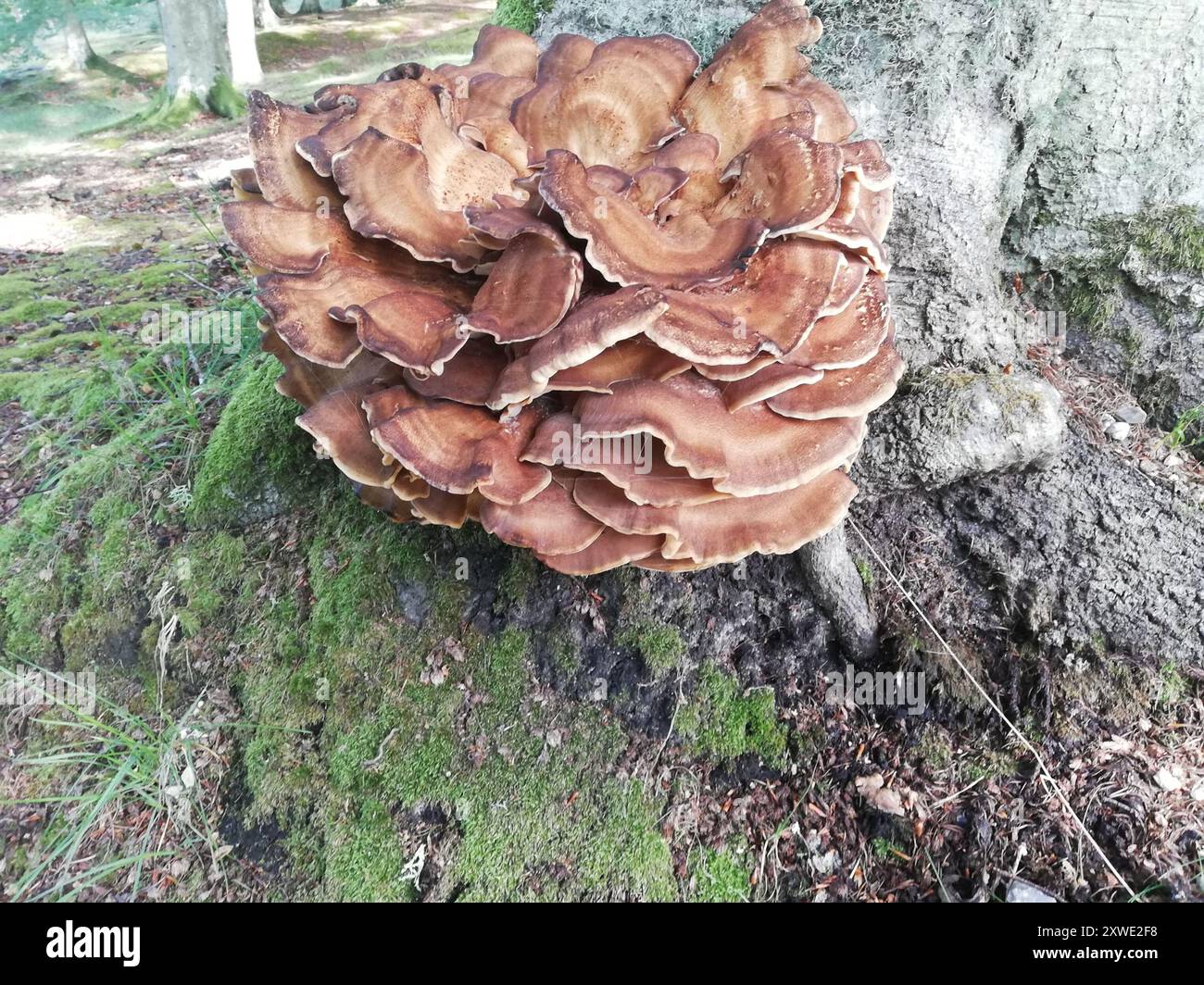 Giant Polypore (Meripilus giganteus) Fungi Stock Photo - Alamy