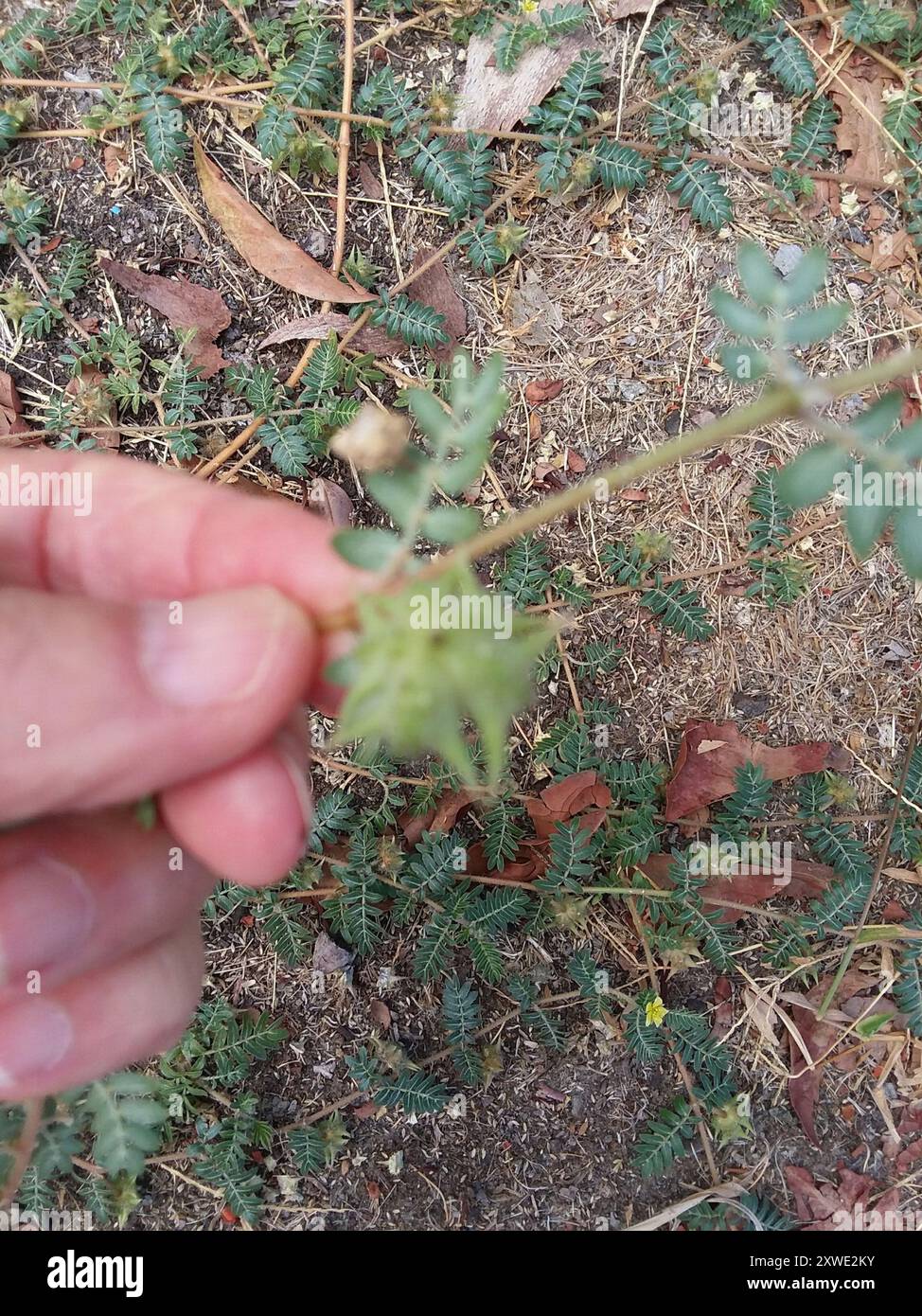 Puncture vine hi-res stock photography and images - Alamy