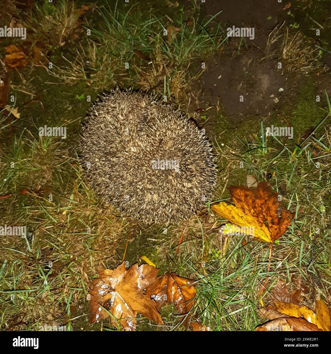 Common Hedgehog (Erinaceus europaeus) Mammalia Stock Photo - Alamy