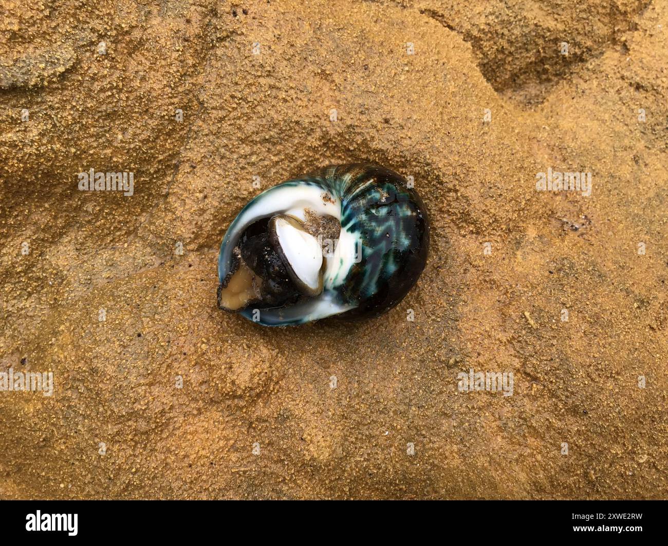 Common Warrener (Lunella undulata) Mollusca Stock Photo - Alamy