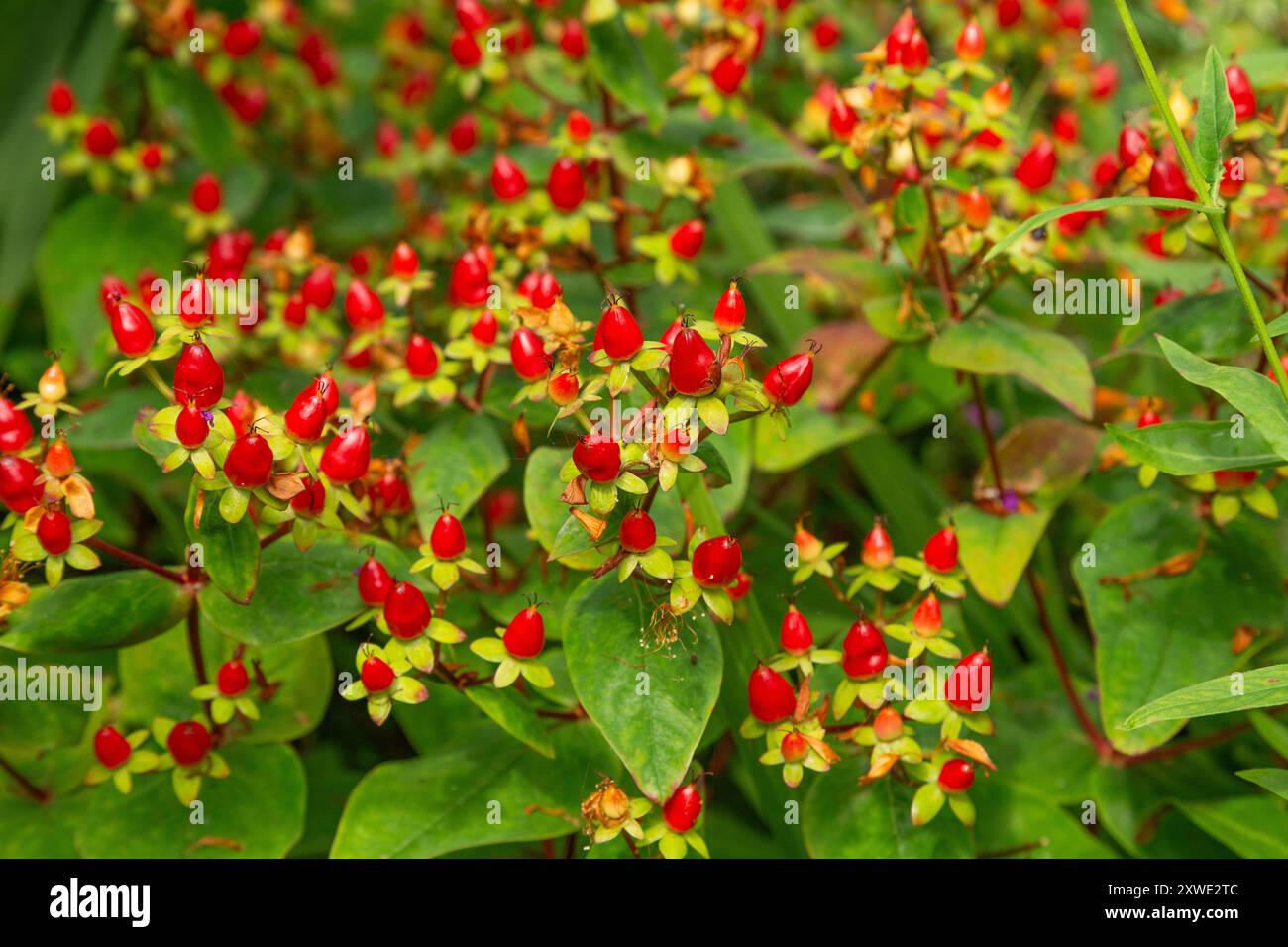 Hypericum inodorum hi-res stock photography and images - Alamy
