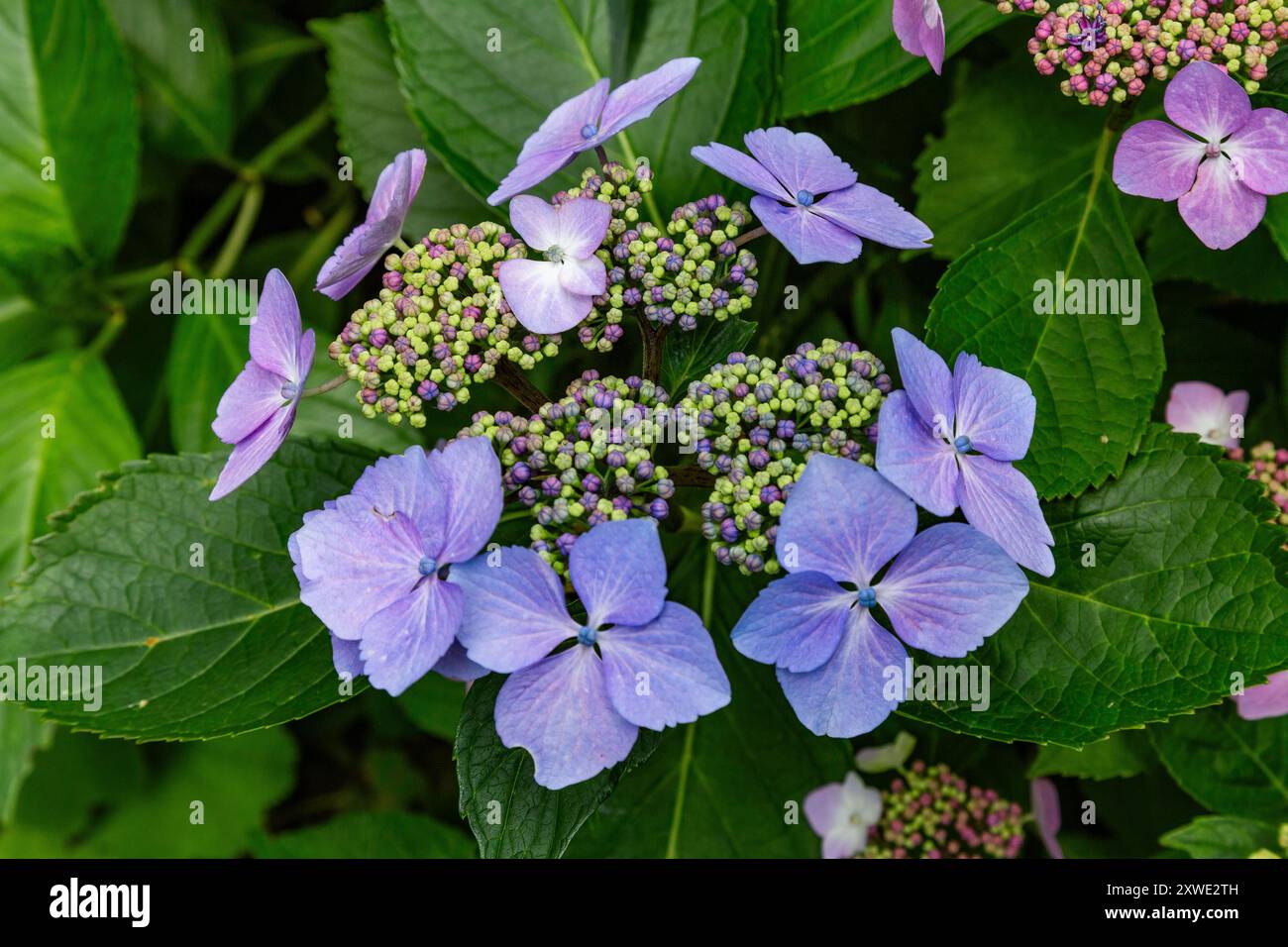 Hydrangea macrophylla 'Blue Wave'. This lacecap purple flowering hydrangea is a summer perennial ...