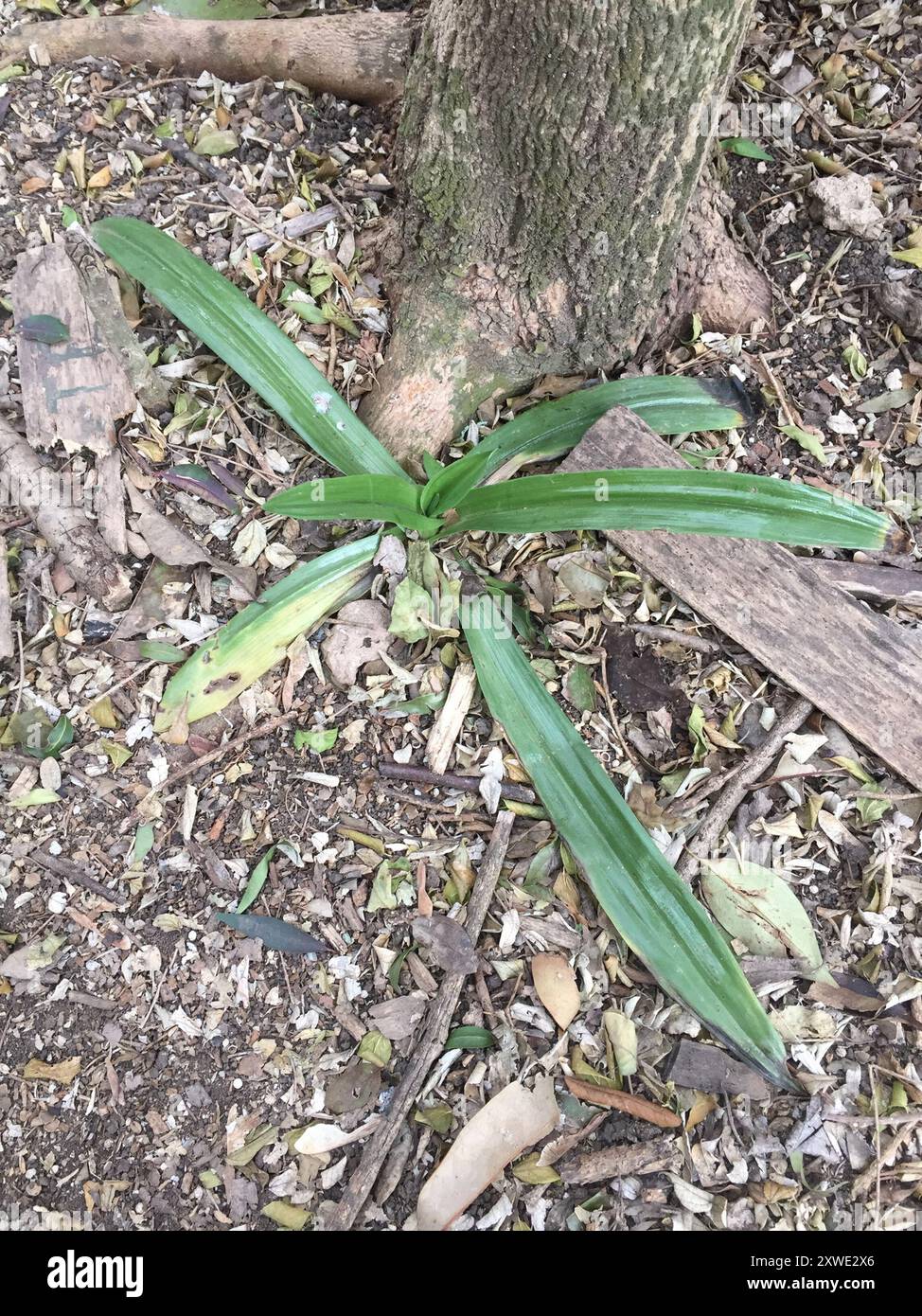 (Chloraea membranacea) Plantae Stock Photo - Alamy