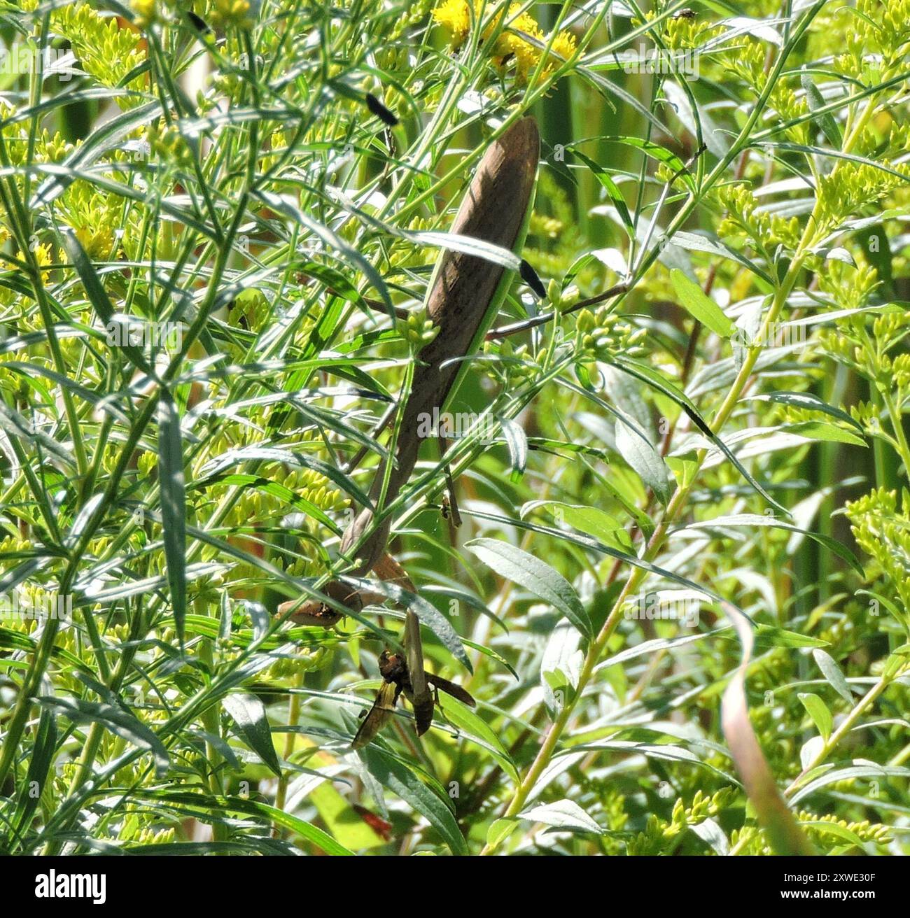 Chinese Mantis (Tenodera sinensis) Insecta Stock Photo - Alamy