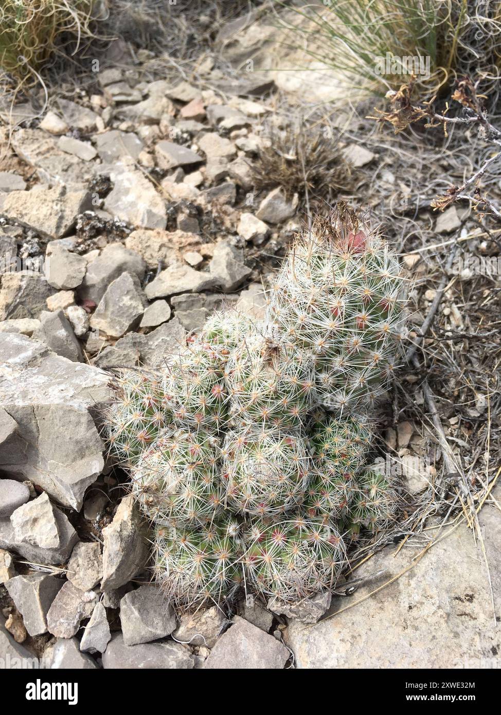 Whitecolumn Foxtail Cactus (Escobaria tuberculosa) Plantae Stock Photo ...
