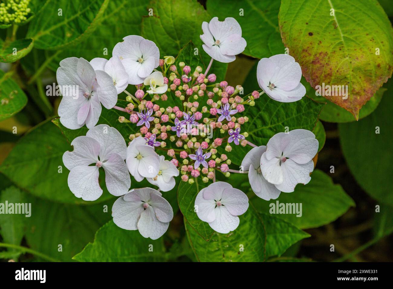Lace cap hydrangea hi-res stock photography and images - Alamy