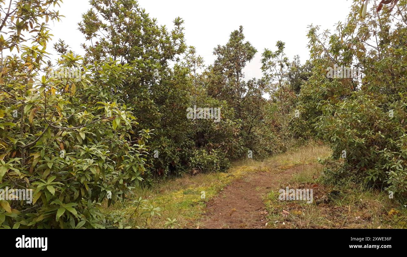 Andean oak (Quercus humboldtii) Plantae Stock Photo - Alamy