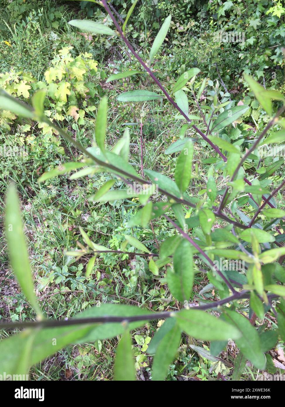 Aureolaria hi-res stock photography and images - Alamy