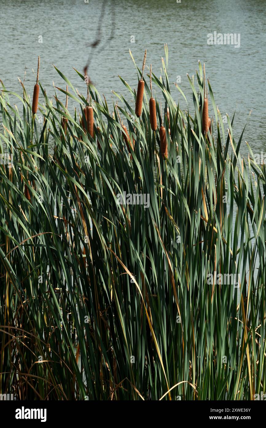 Cattails beach hi-res stock photography and images - Alamy