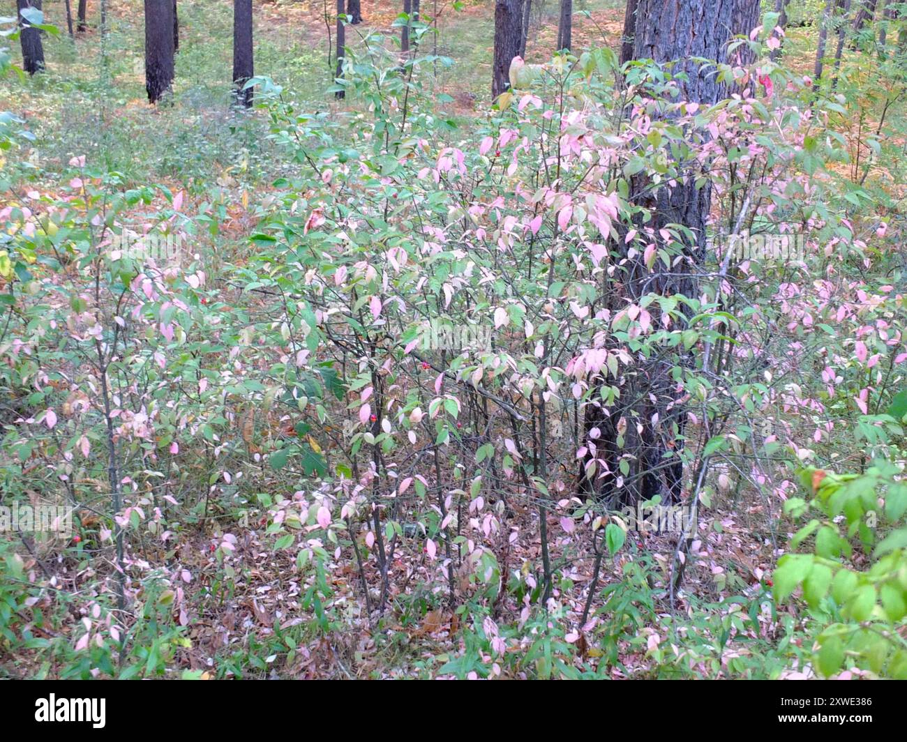 Warty-barked Spindle (Euonymus verrucosus) Plantae Stock Photo - Alamy