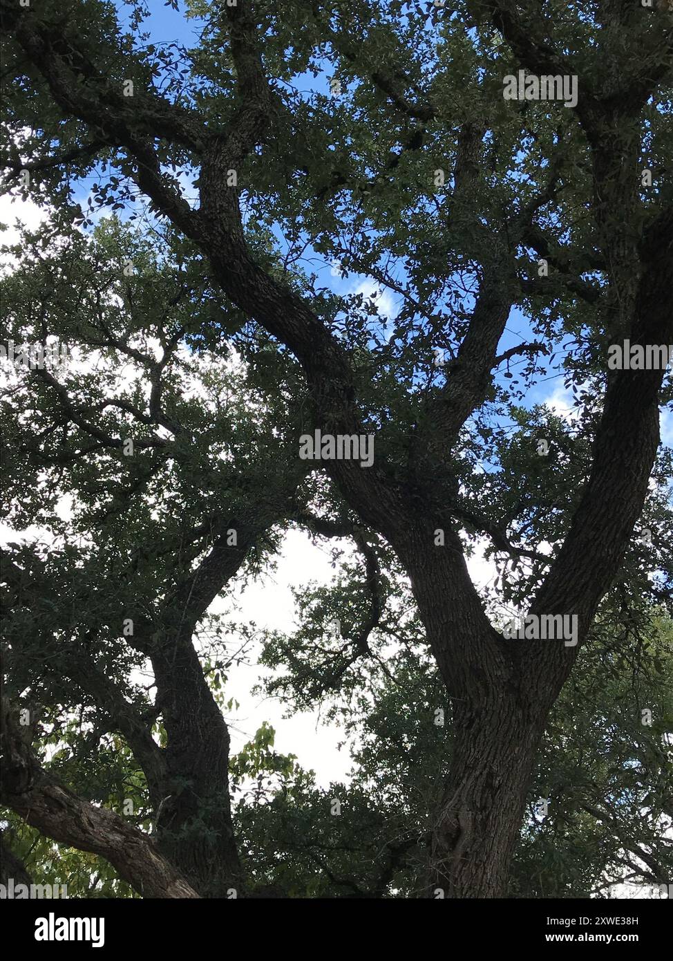 Texas live oak (Quercus fusiformis) Plantae Stock Photo - Alamy