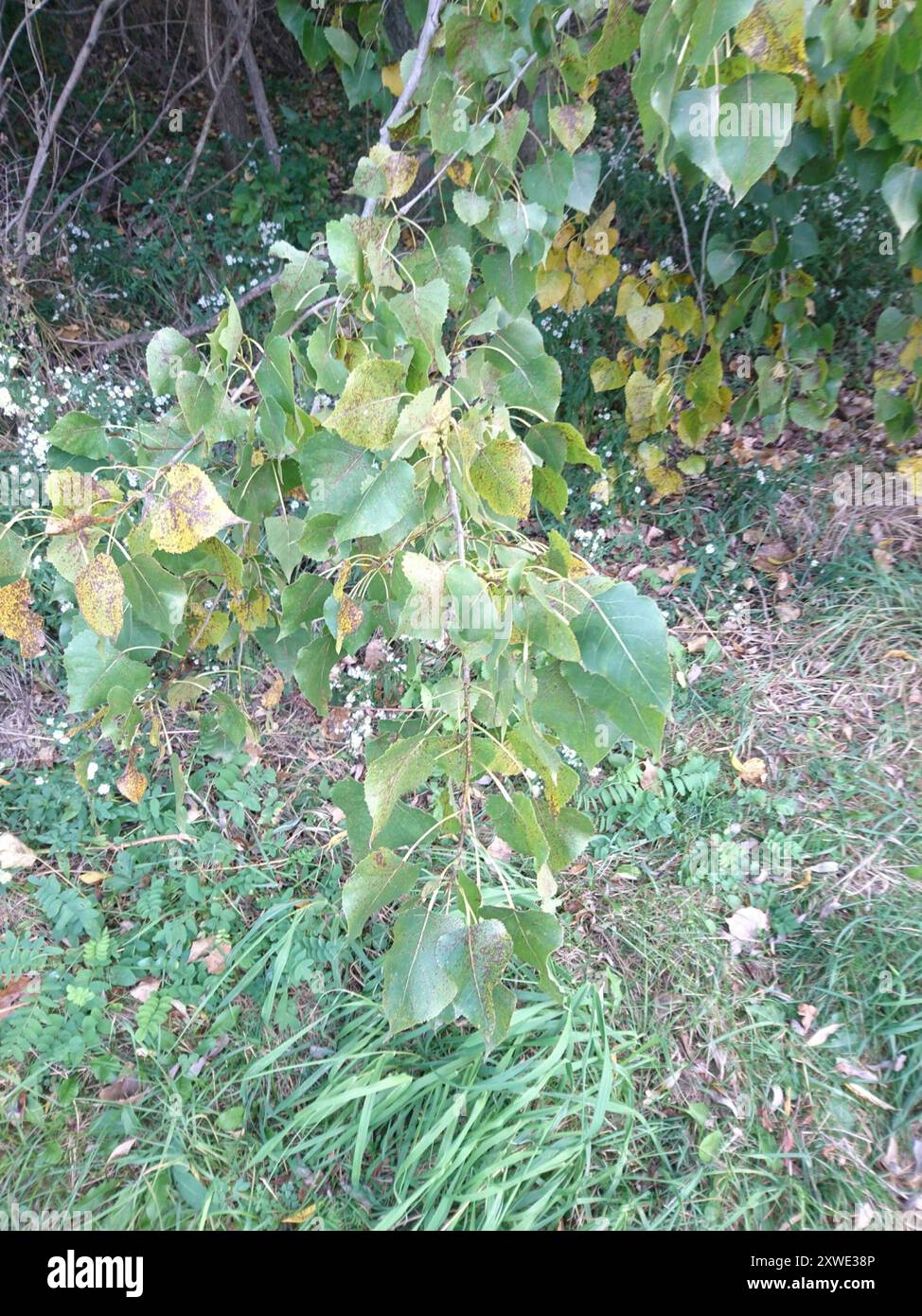 Eastern Cottonwood (Populus deltoides) Plantae Stock Photo - Alamy
