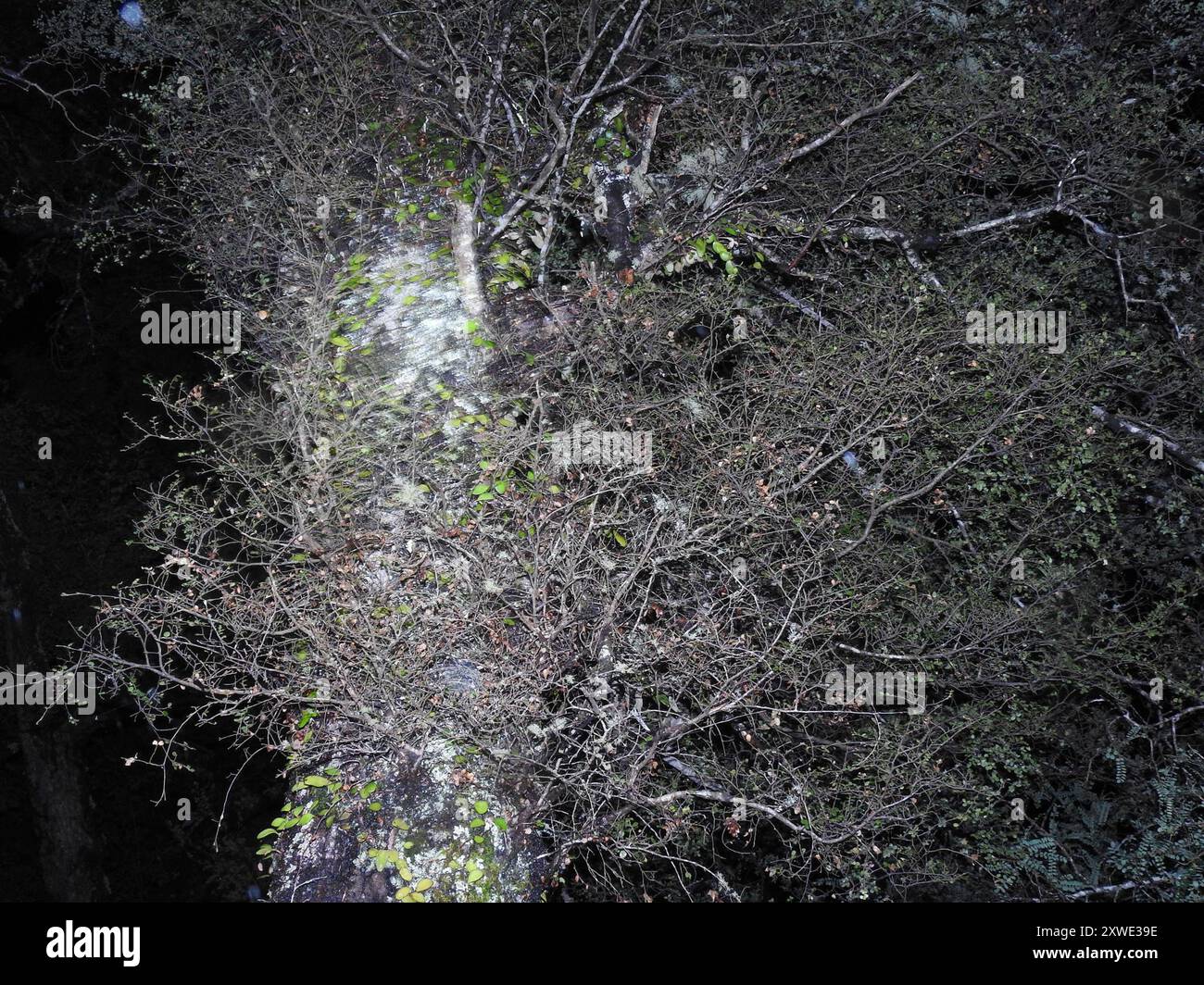 vascular plants (Tracheophyta) Plantae Stock Photo - Alamy