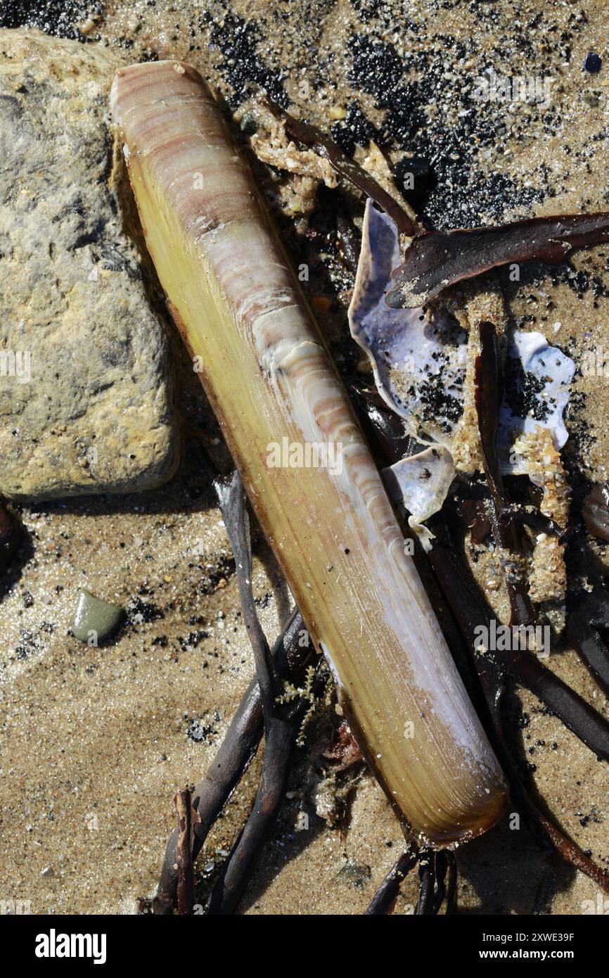 Pod Razor (Ensis siliqua) Mollusca Stock Photo - Alamy