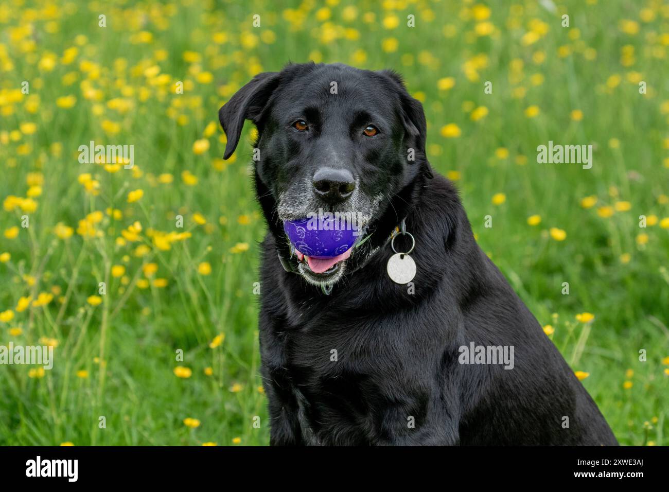 A black labrador retriever holding a purple, plastic ball in his mouth ...