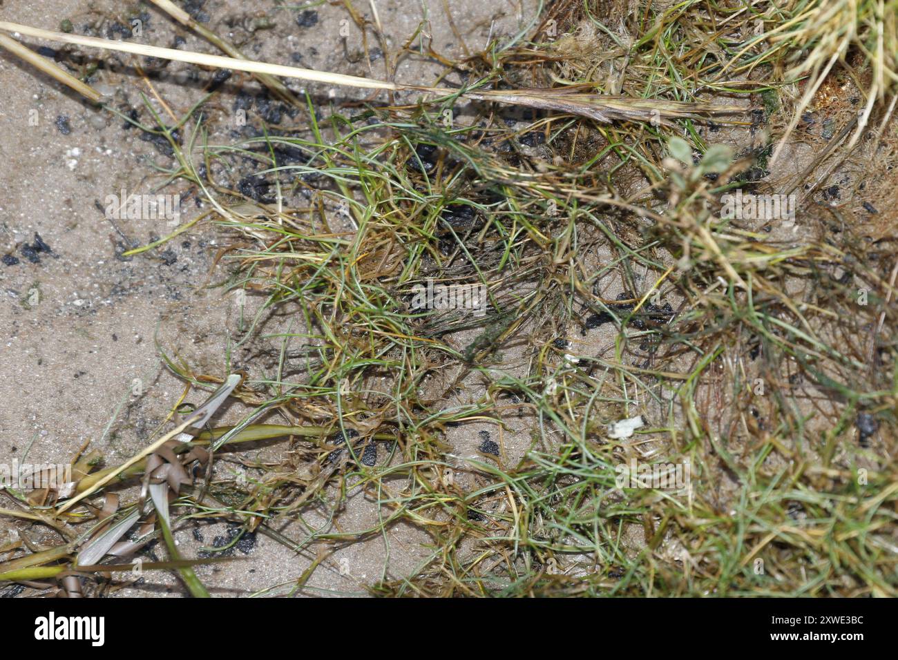 Common Saltmarsh-grass (Puccinellia maritima) Plantae Stock Photo - Alamy