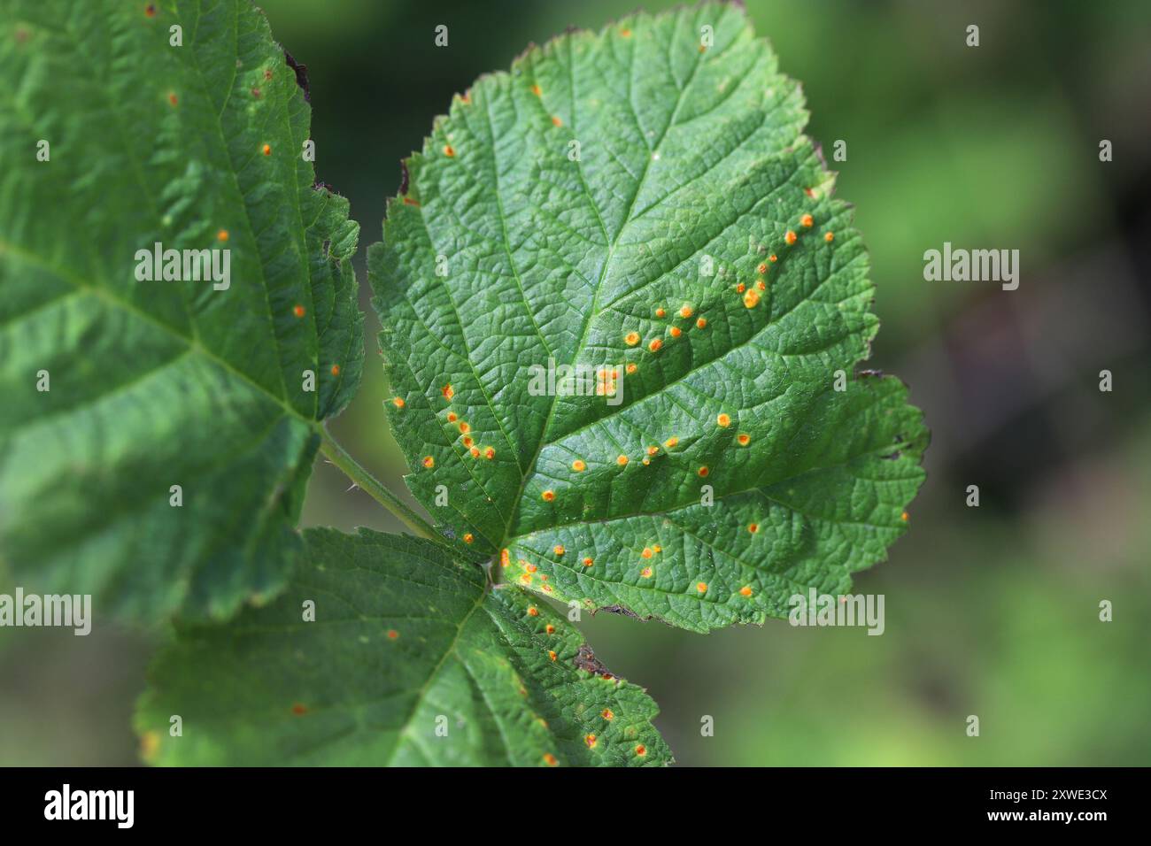 Orange coloured upper side hi-res stock photography and images - Alamy