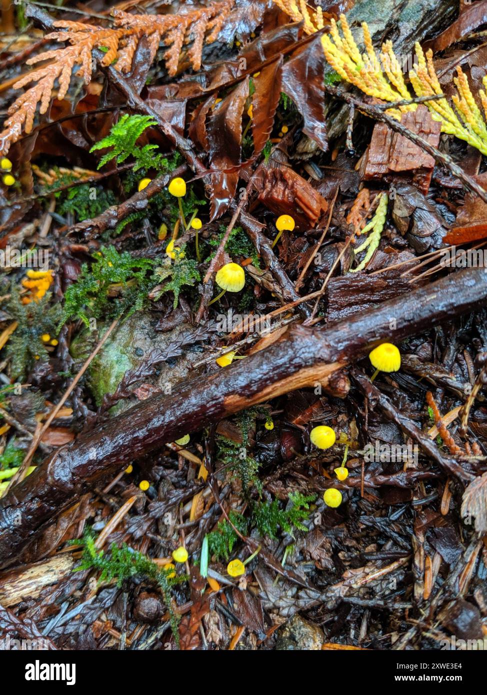Western Yellow Mycena (Mycena oregonensis) Fungi Stock Photo - Alamy