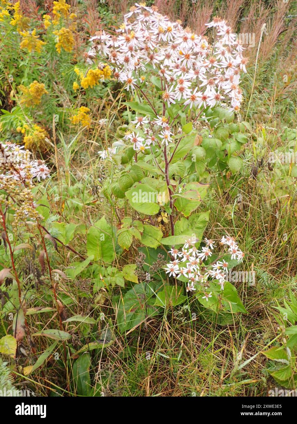 large-leaved aster (Eurybia macrophylla) Plantae Stock Photo - Alamy